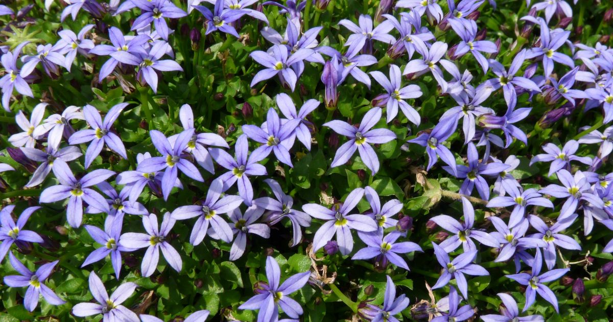 Hoe kan ik het beste mijn Isotoma onderhouden | De Tuinen van Appeltern