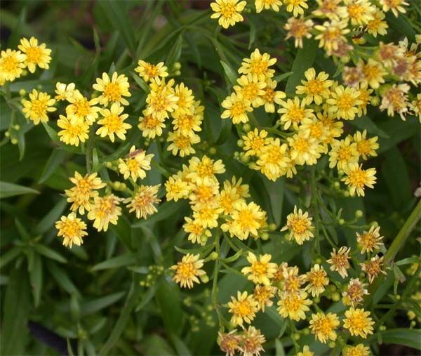 Solidaster luteus 'Lemore' (Solidaster) | De Tuinen van Appeltern