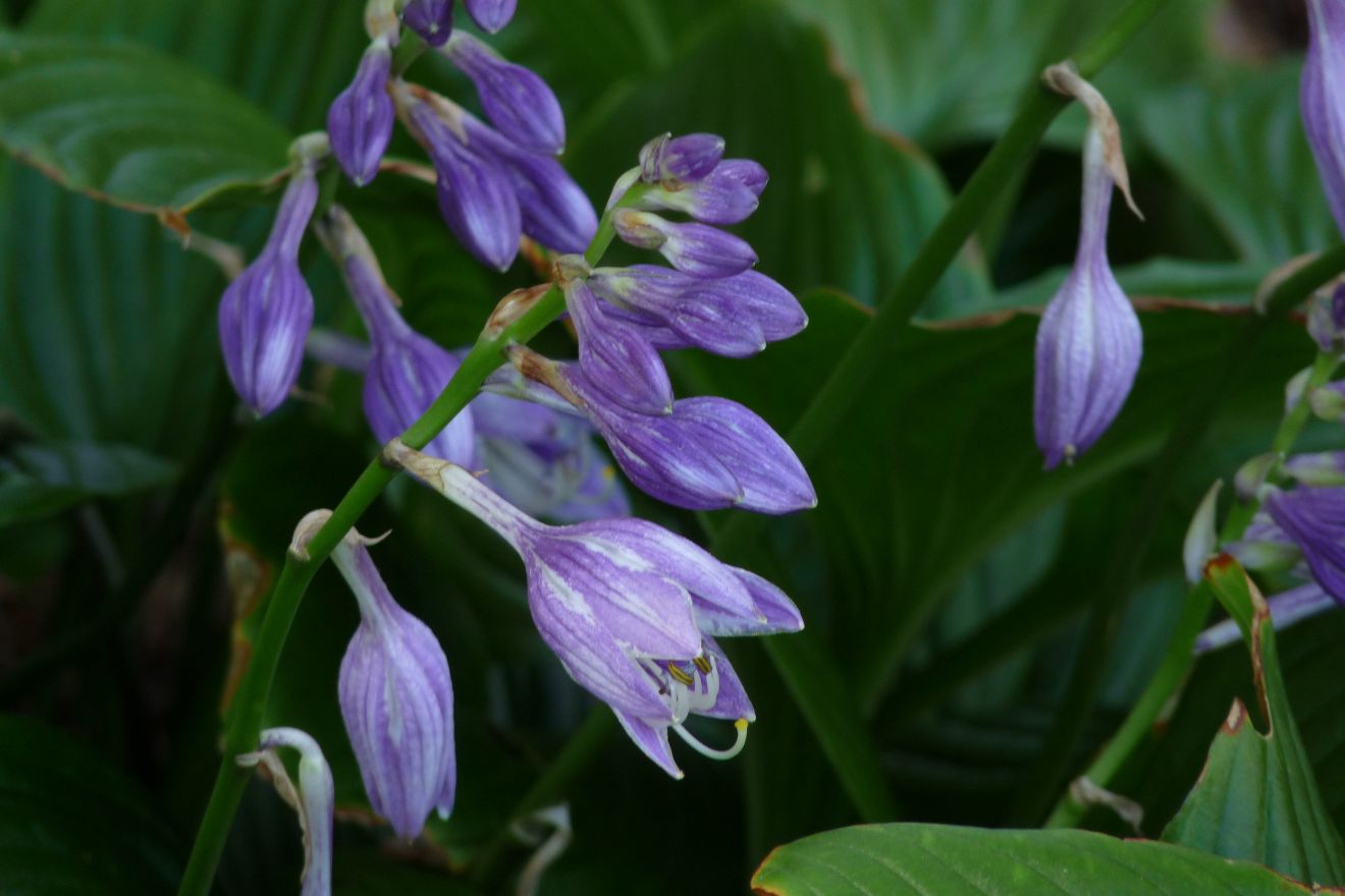 Hosta ventricosa (Hartlelie) | De Tuinen van Appeltern