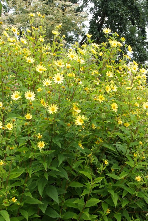 Helianthus 'Lemon Queen' (Zonnebloem) | De Tuinen van Appeltern