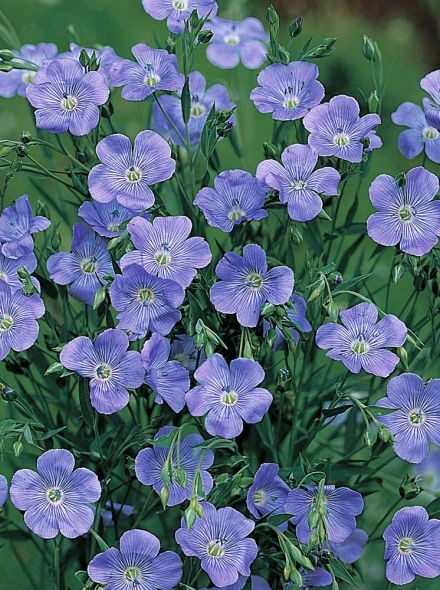 Linum perenne - Overblijvend vlas | De Tuinen van Appeltern