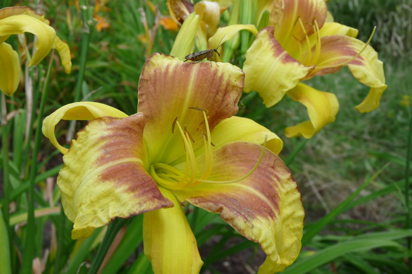 Hemerocallis 'Green Eyed Giant' (Daglelie) | De Tuinen van Appeltern