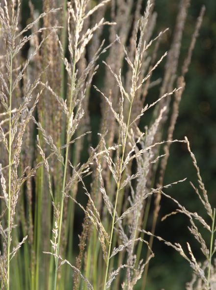 Molinia caerulea subsp. arundinacea 'Transparent' - Pijpestrootje | De ...