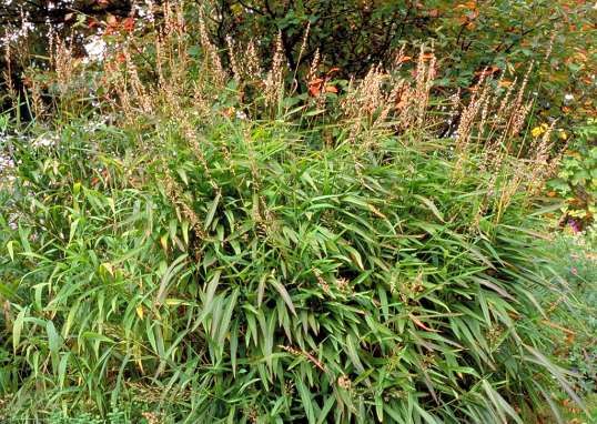 Spodiopogon sibiricus (Siberisch rietgras) | De Tuinen van Appeltern