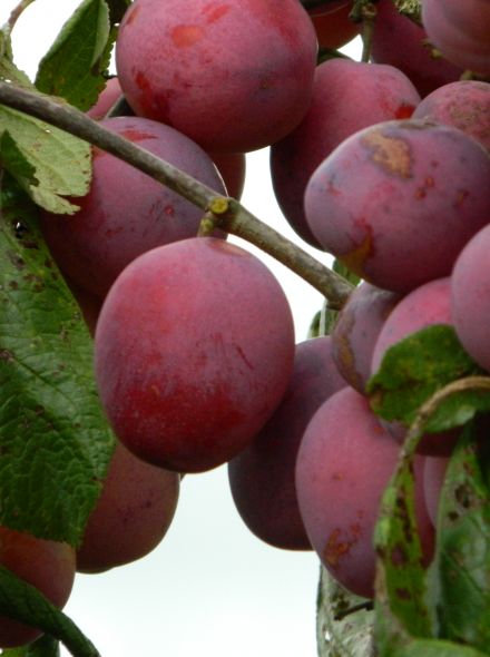 Pruimenbomen | De Tuinen van Appeltern