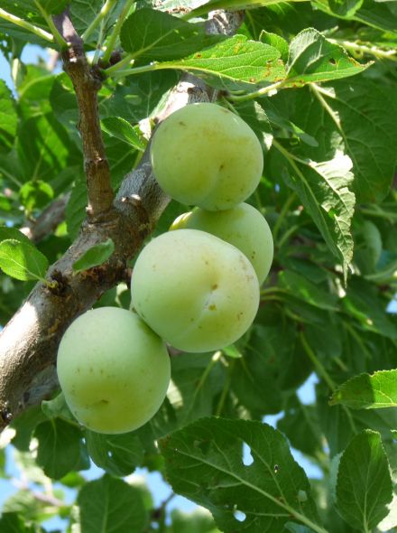 Prunus domestica 'Reine Claude Verte' - Pruim | De Tuinen van Appeltern