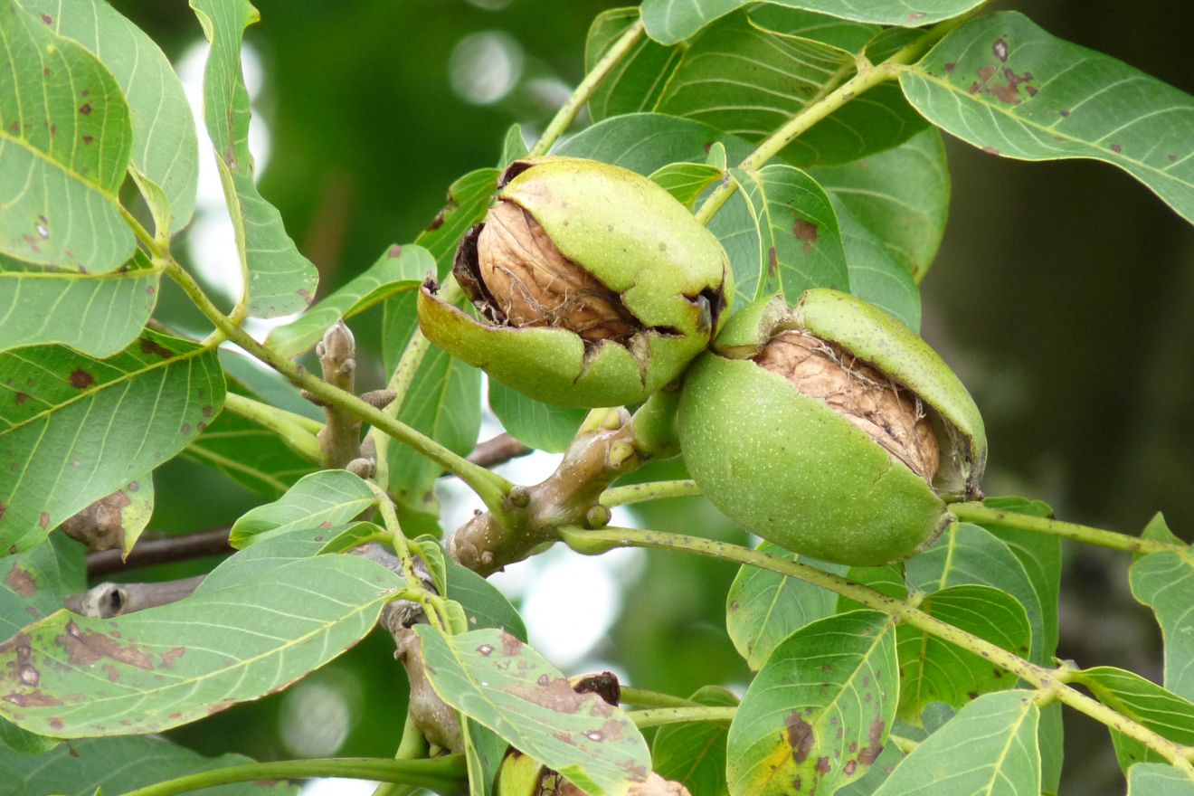 Juglans regia (Walnoot, Okkernoot) | De Tuinen van Appeltern