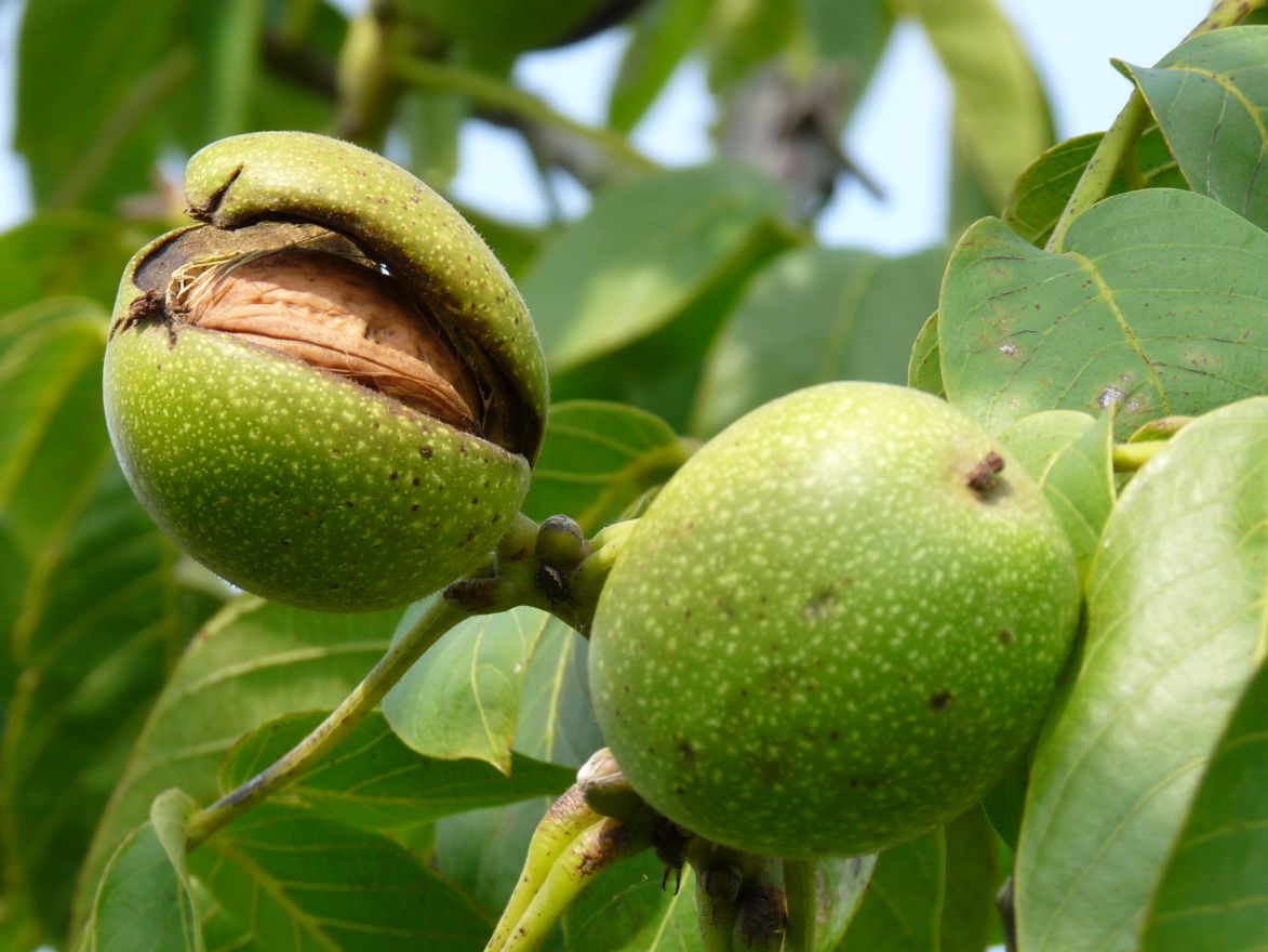 Juglans regia (Walnoot, Okkernoot) | De Tuinen van Appeltern