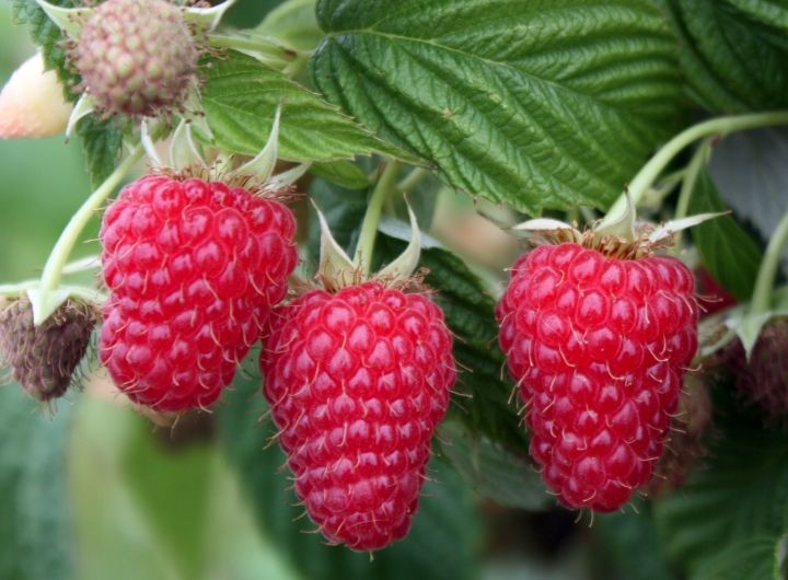 Rubus idaeus 'Autumn Bliss' (Herfstframboos) | De Tuinen van Appeltern