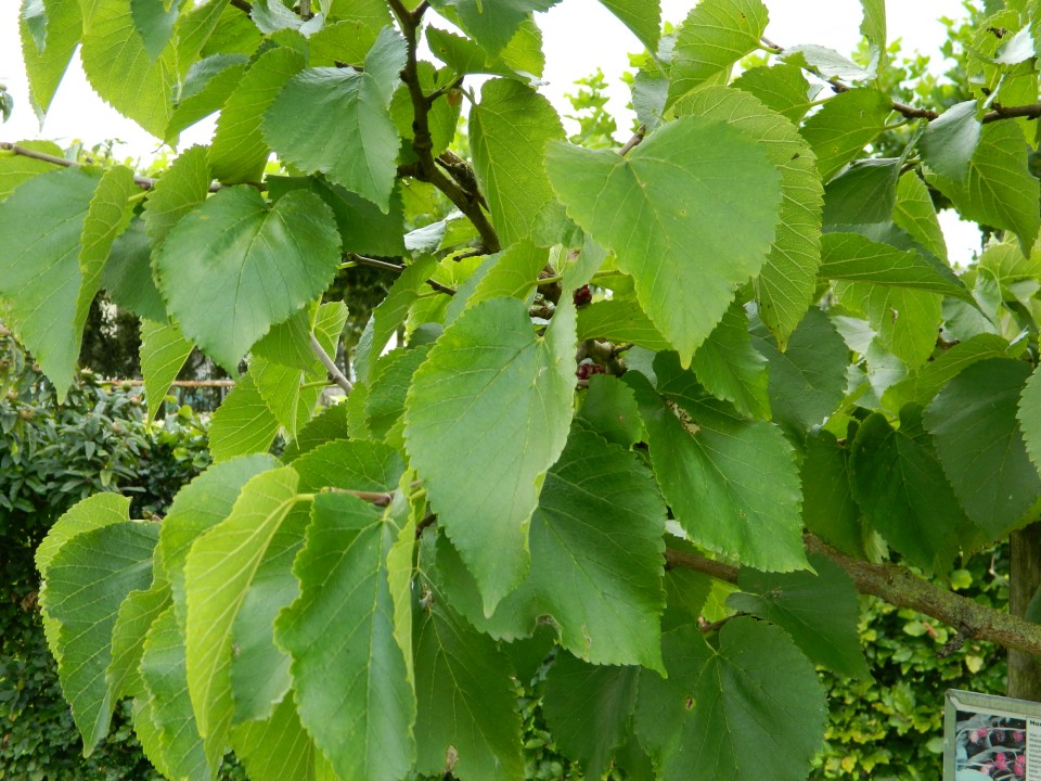 Morus nigra (Zwarte moerbei, Moerbeiboom) - halfstam in pot - De Tuinen ...