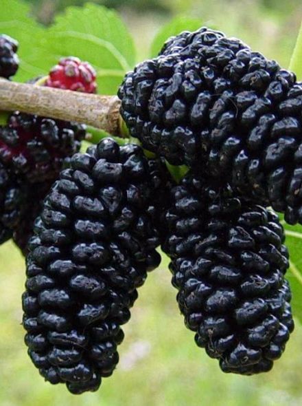 Morus nigra - Zwarte moerbei | De Tuinen van Appeltern