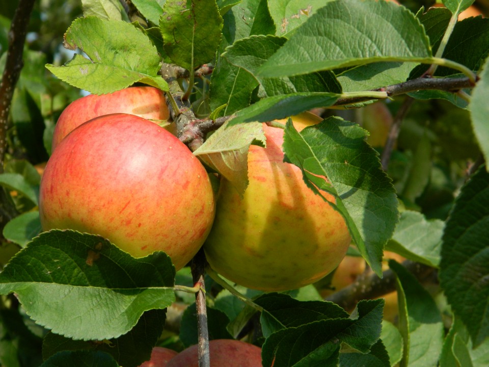 Malus domestica 'Gala', laagstam (Gala appel, laagstam appelboom ...