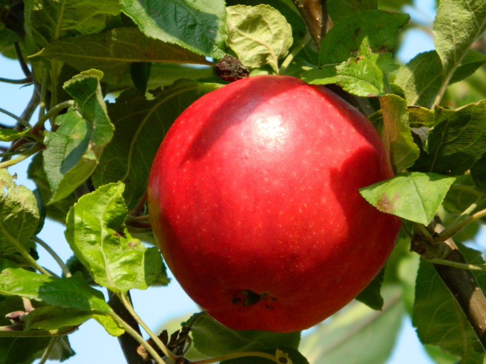 Malus domestica 'Rode Jonathan', laagstam appel (Rode Jonathan appel ...