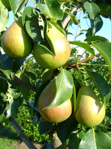 Pyrus communis 'Clapp's Favorite' - Handpeer | De Tuinen van Appeltern