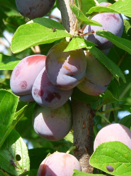 Pruimenbomen | De Tuinen van Appeltern