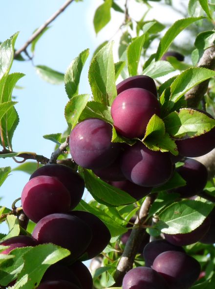Prunus domestica 'Anna Späth' - Pruim | De Tuinen van Appeltern