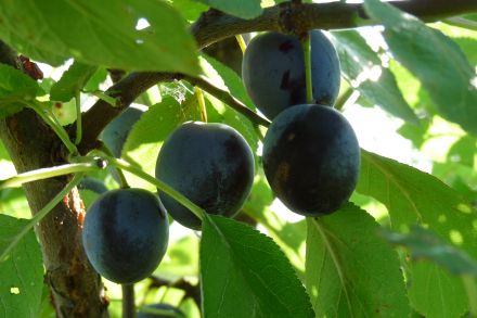 Prunus domestica 'Bleue de Belgique' - Pruim | De Tuinen van Appeltern