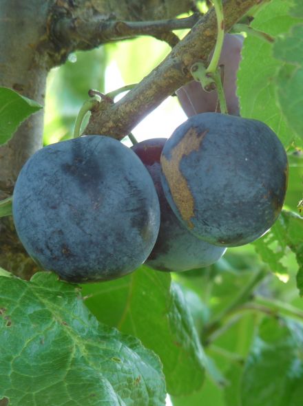 Pruimenbomen | De Tuinen van Appeltern