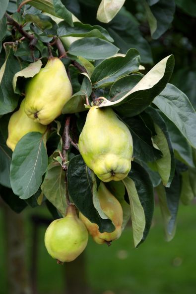 Cydonia oblonga 'Champion' - Gewone kwee , Kweepeer | De Tuinen van ...