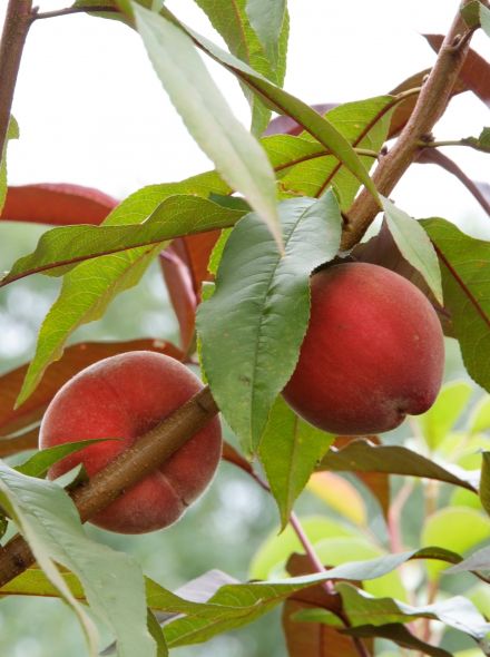 Prunus persica 'Amsden' - Perzik | De Tuinen van Appeltern