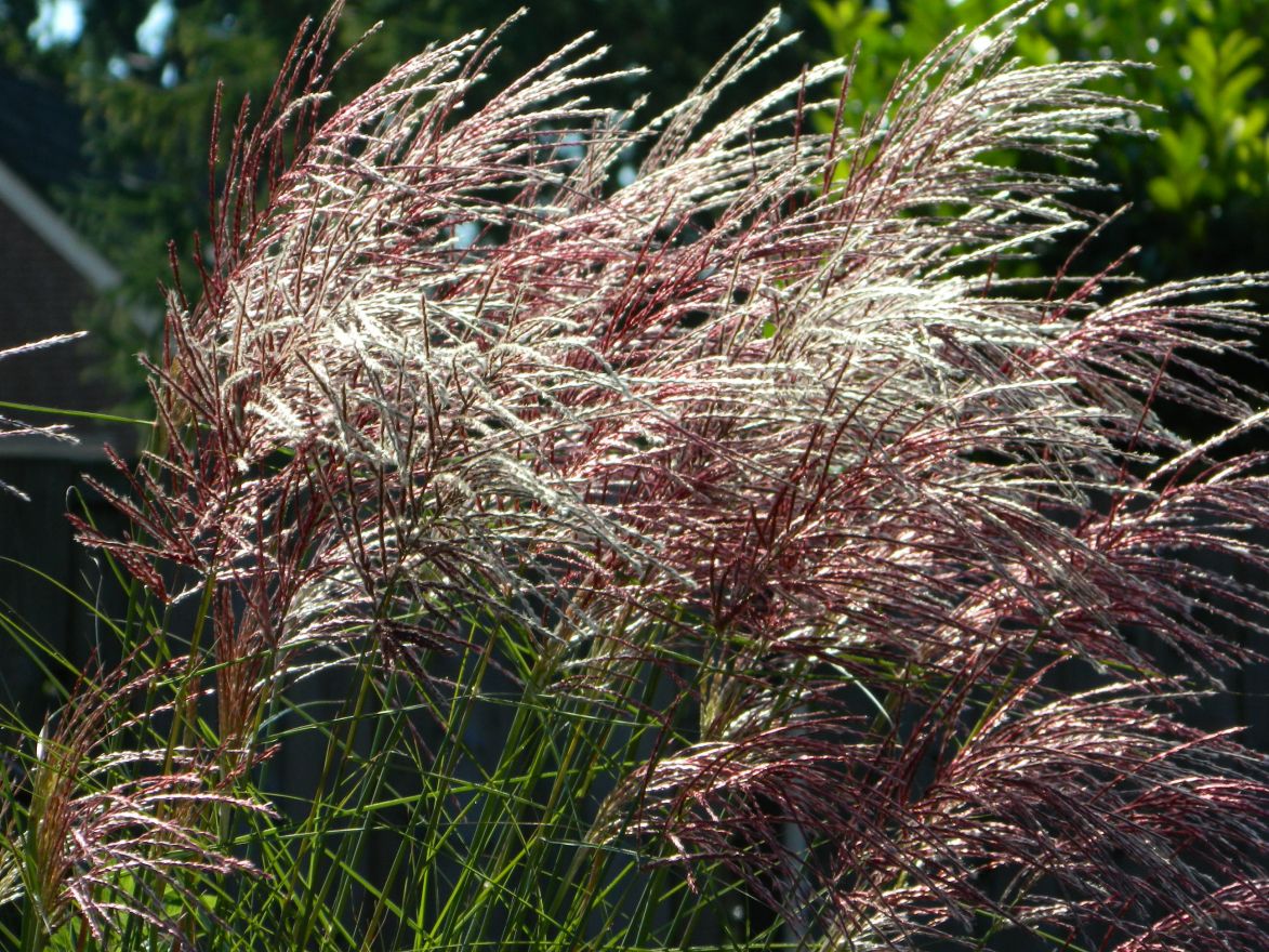 Siergrassen border, wit en roze (8 m2) | De Tuinen van Appeltern
