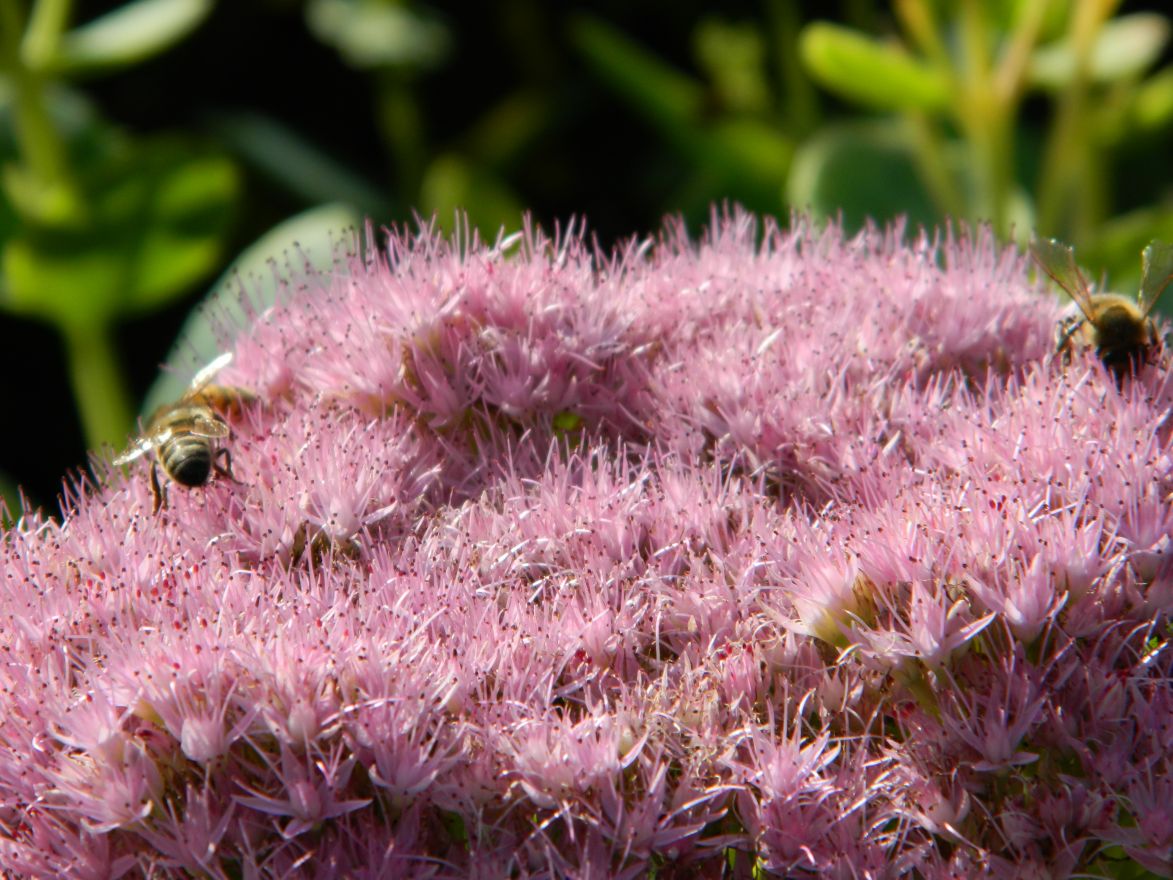 Siergrassen border, wit en roze (8 m2) | De Tuinen van Appeltern