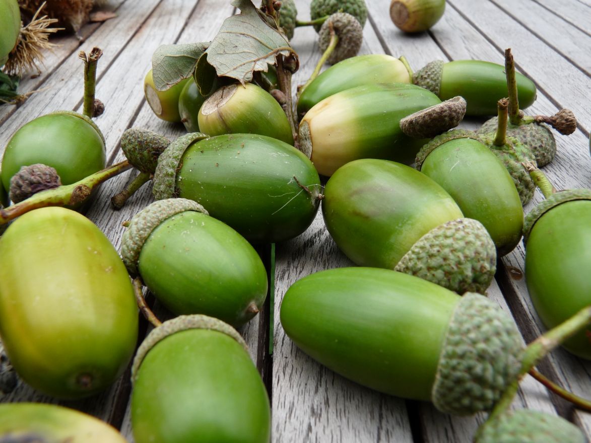 Amerikaanse Eik amerikaanse eik - houten bijgebouw (bouwpakket ...