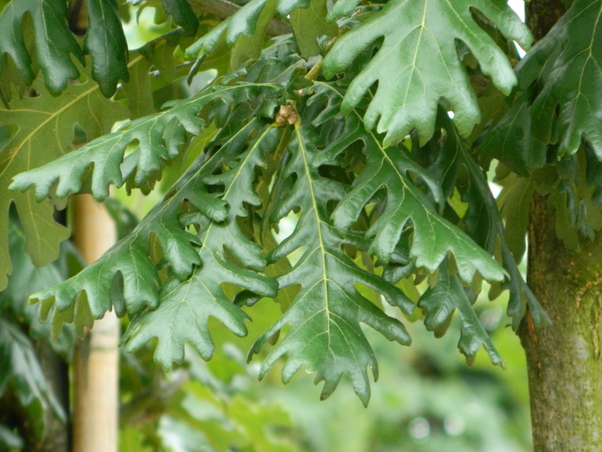 Quercus frainetto (Hongaarse eik) | De Tuinen van Appeltern