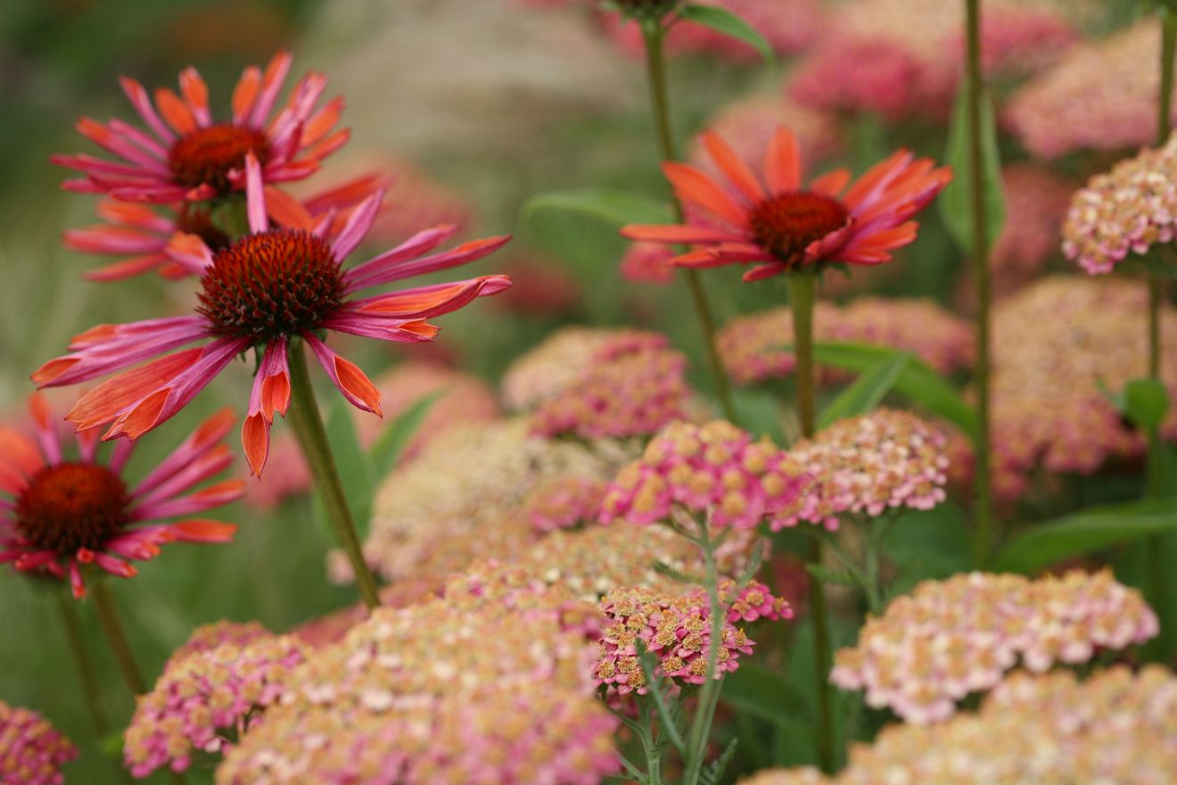 Border op kleur (Purper, roze, rood) - 4,5 m2 | De Tuinen van Appeltern