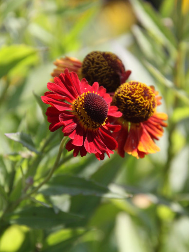 Helenium 'Salsa' - Zonnekruid | De Tuinen van Appeltern