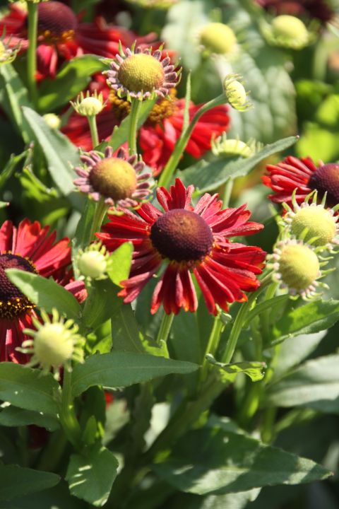Helenium autumnale 'Mariachi Siesta' - Zonnekruid | De Tuinen van Appeltern