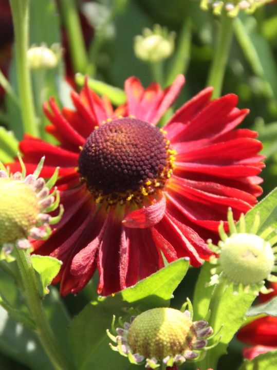 Helenium autumnale 'Mariachi Siesta' - Zonnekruid | De Tuinen van Appeltern