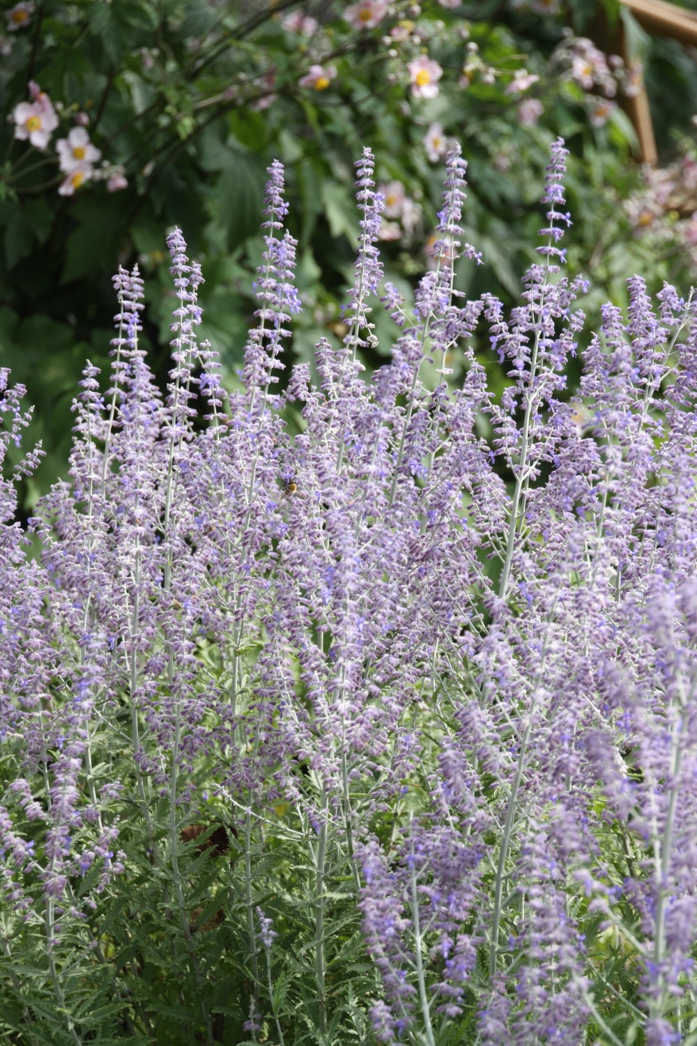 Perovskia Atriplicifolia