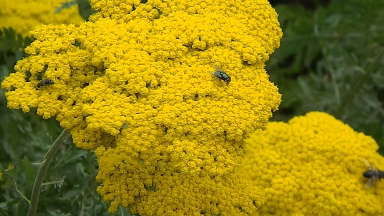 Achillea filipendulina 'Gold Plate' - Duizendblad | De Tuinen van Appeltern