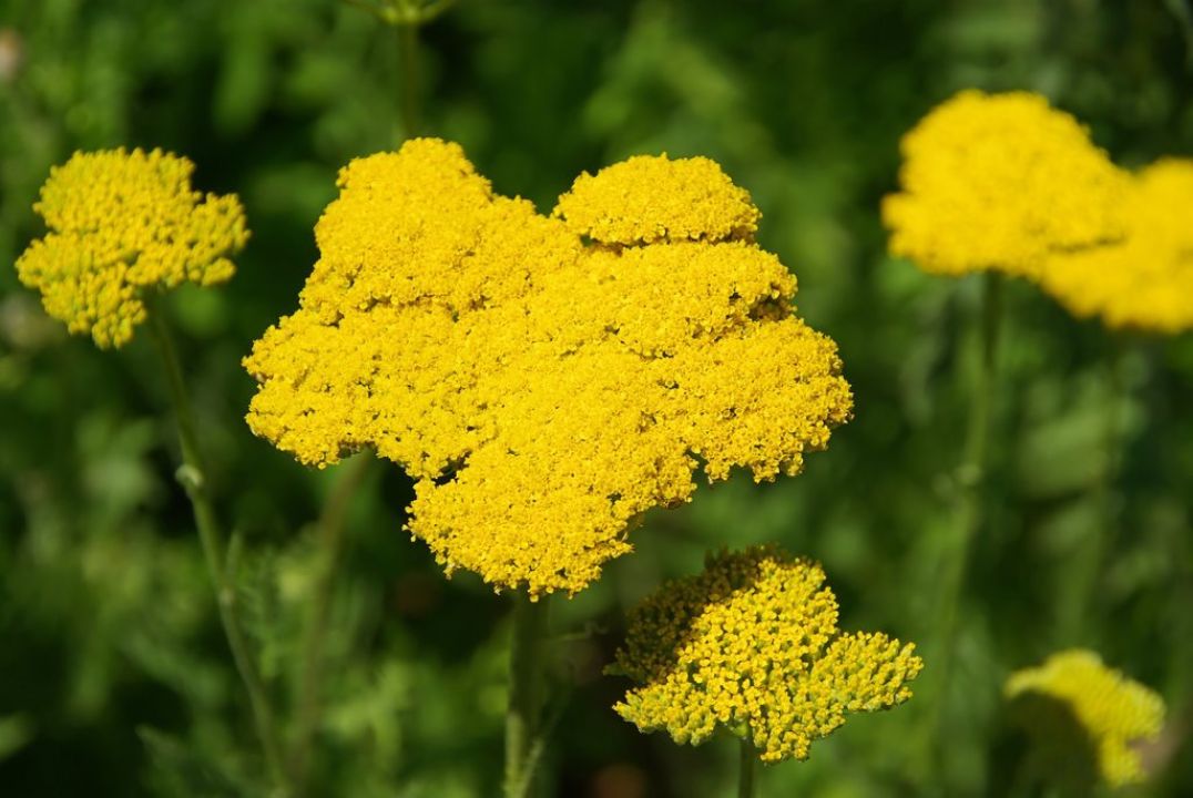 Achillea filipendulina 'Gold Plate' - Duizendblad | De Tuinen van Appeltern