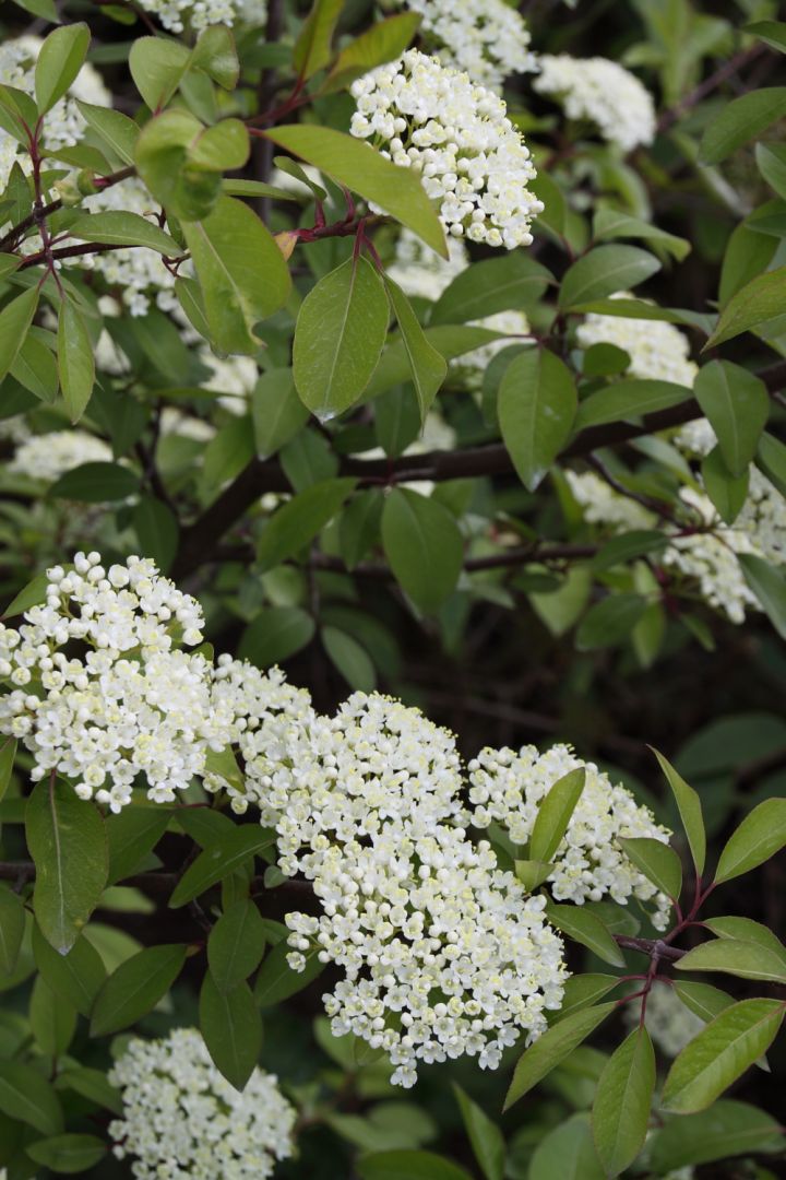 Viburnum cassinoides 'Sear Charm' - Sneeuwbal | De Tuinen van Appeltern