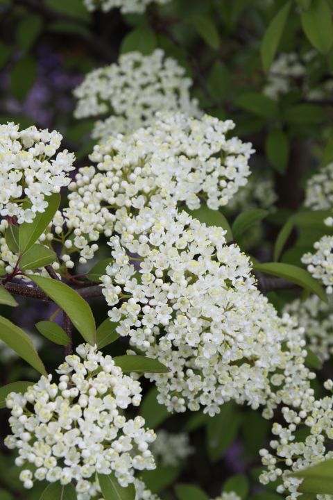 Viburnum cassinoides 'Sear Charm' - Sneeuwbal | De Tuinen van Appeltern
