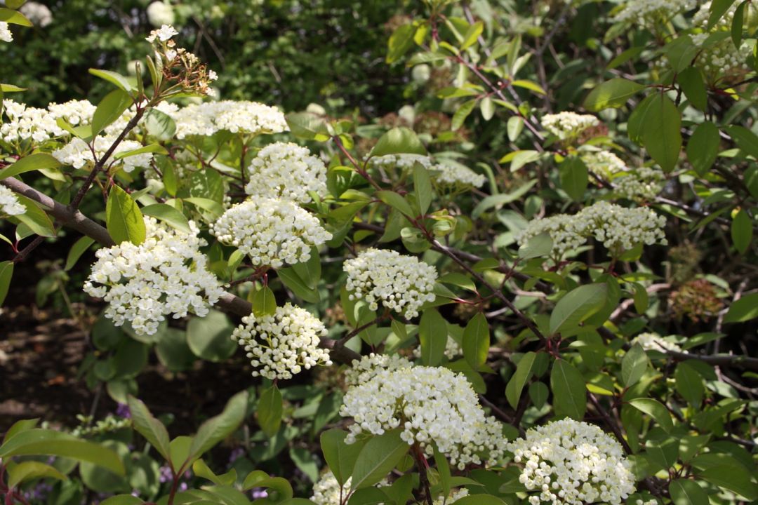 Viburnum cassinoides 'Sear Charm' - Sneeuwbal | De Tuinen van Appeltern