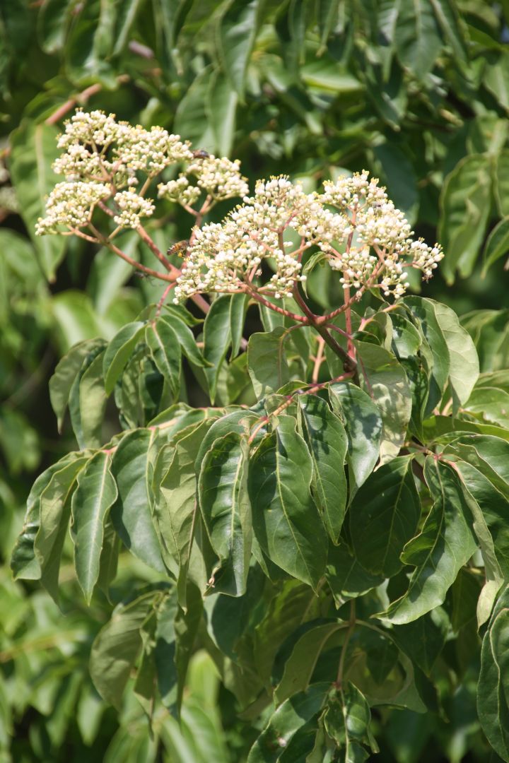 Tetradium daniellii - Bijenboom | De Tuinen van Appeltern