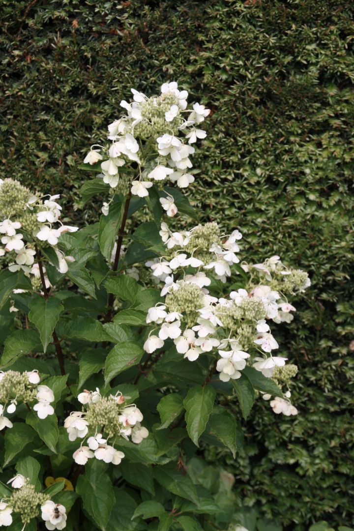 Hydrangea paniculata ´White Lady´ - Pluimhortensia, waterstruik | De ...