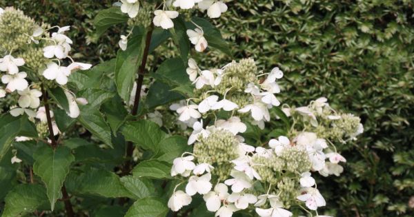 Hydrangea paniculata ´White Lady´ - Pluimhortensia, waterstruik | De ...