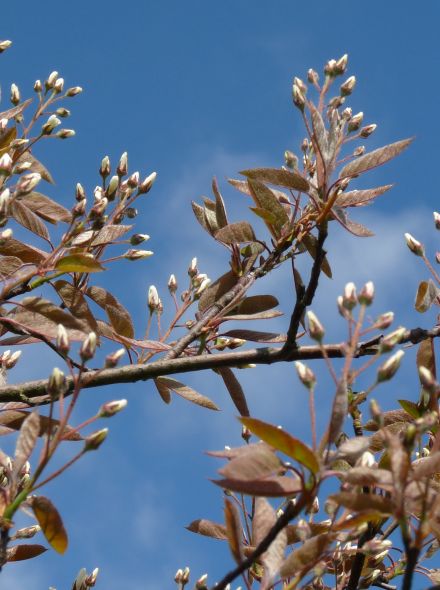 Amelanchier arborea 'Robin Hill' - Krentenboompje | De Tuinen van Appeltern