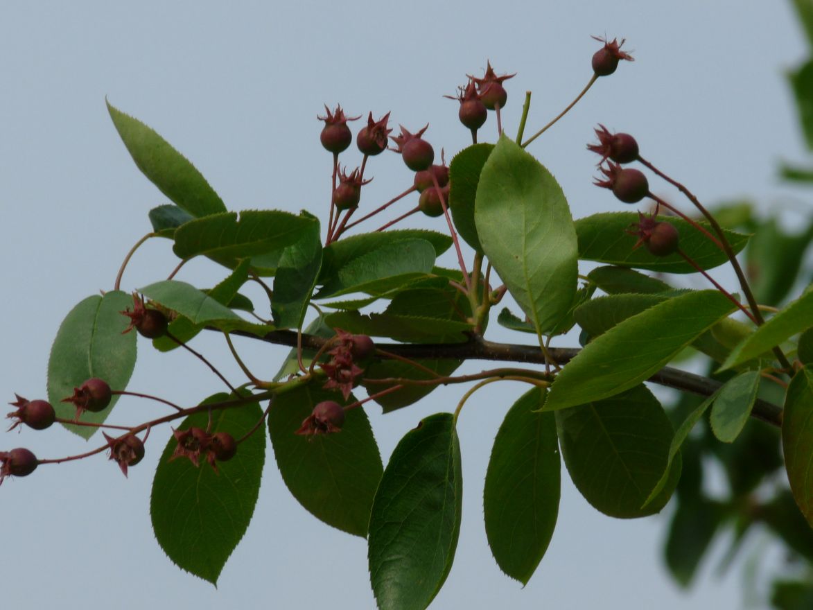 Amelanchier arborea 'Robin Hill' (Krentenboompje) | De Tuinen van Appeltern