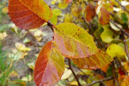 Crataegus persimilis 'Splendens' - Meidoorn , Pruimbladige meidoorn ...