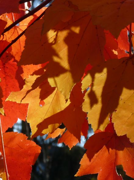 Acer rubrum 'Scanlon' - Canadese esdoorn | De Tuinen van Appeltern