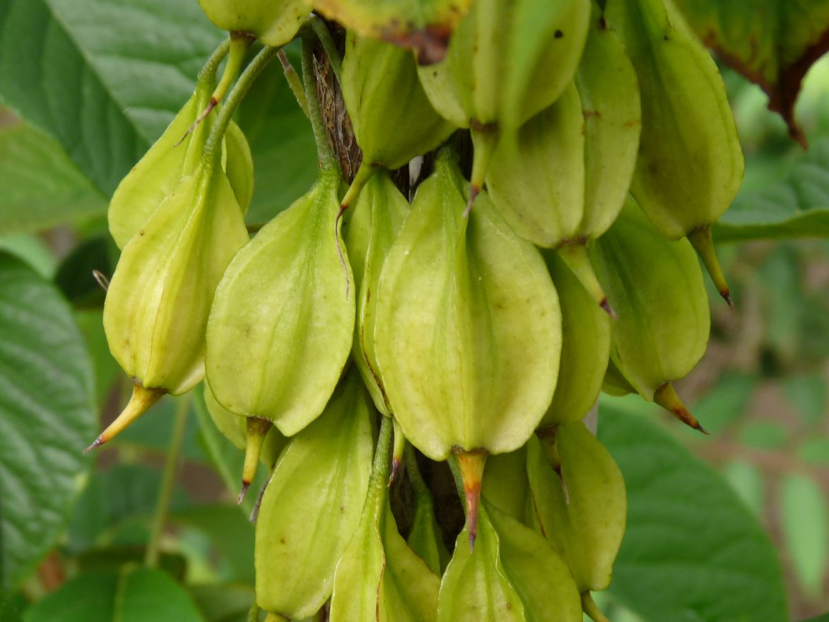 Halesia carolina (Sneeuwklokjesboom) | De Tuinen van Appeltern