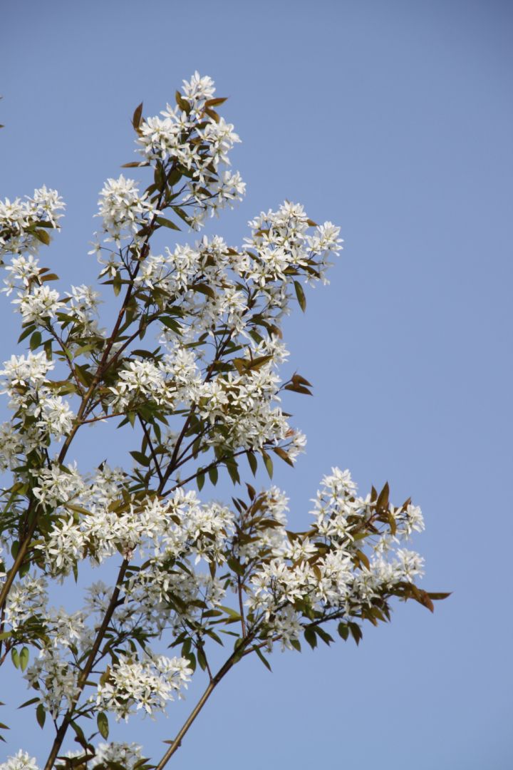 Amelanchier arborea 'Robin Hill' - Krentenboompje | De Tuinen van Appeltern