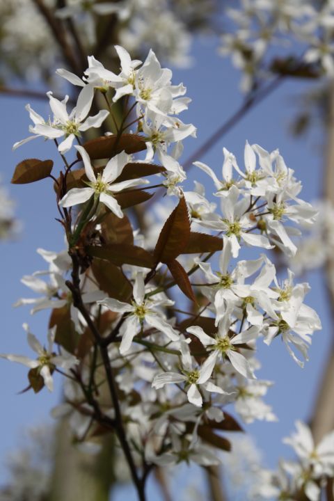 Amelanchier arborea 'Robin Hill' - Krentenboompje | De Tuinen van Appeltern