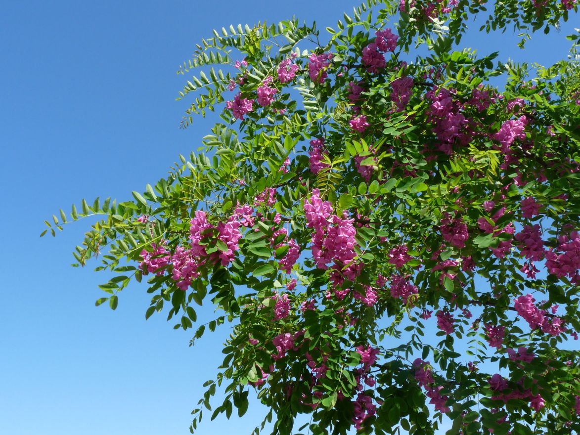 Robinia margaretta 'Casque Rouge' (Acacia) | De Tuinen van Appeltern