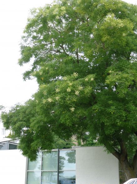 Sophora 'Little Baby' - Dwerghoningboom | De Tuinen van Appeltern